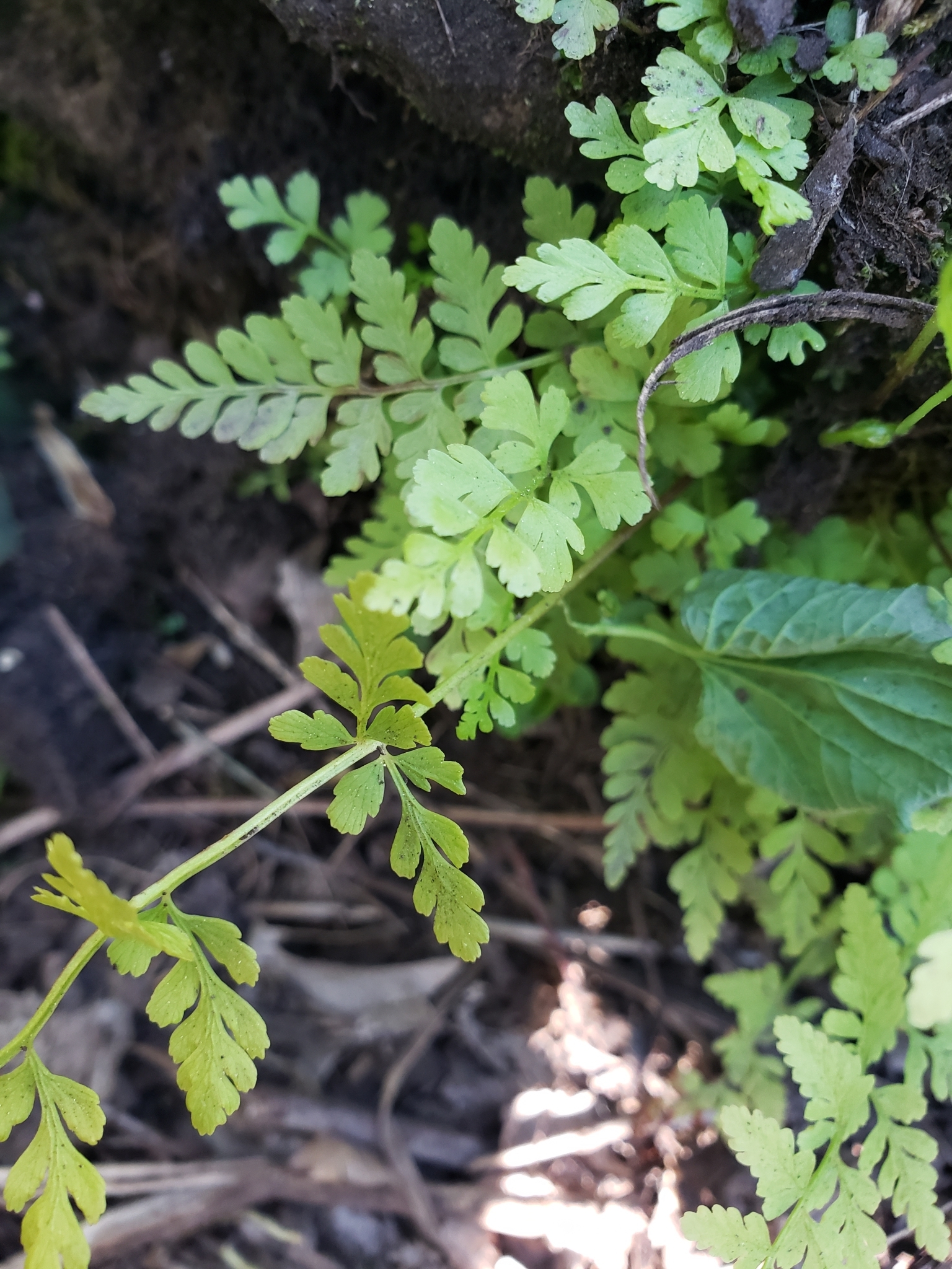 Cystopteris tenuis (Michx.) Desv.
