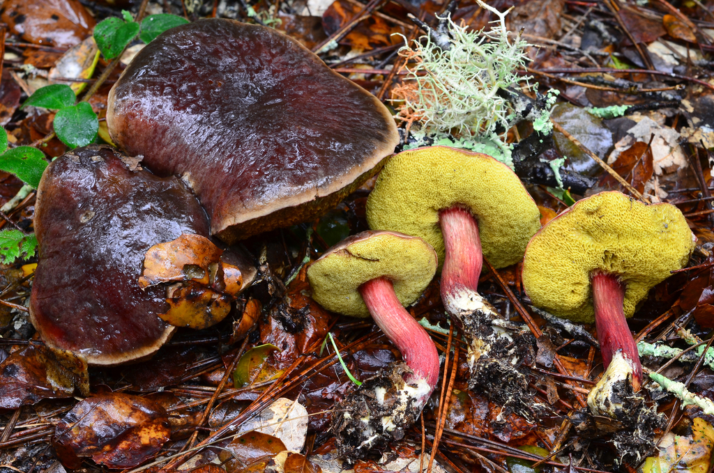 Xerocomellus atropurpureus (Jacks Peak Fungi) · iNaturalist