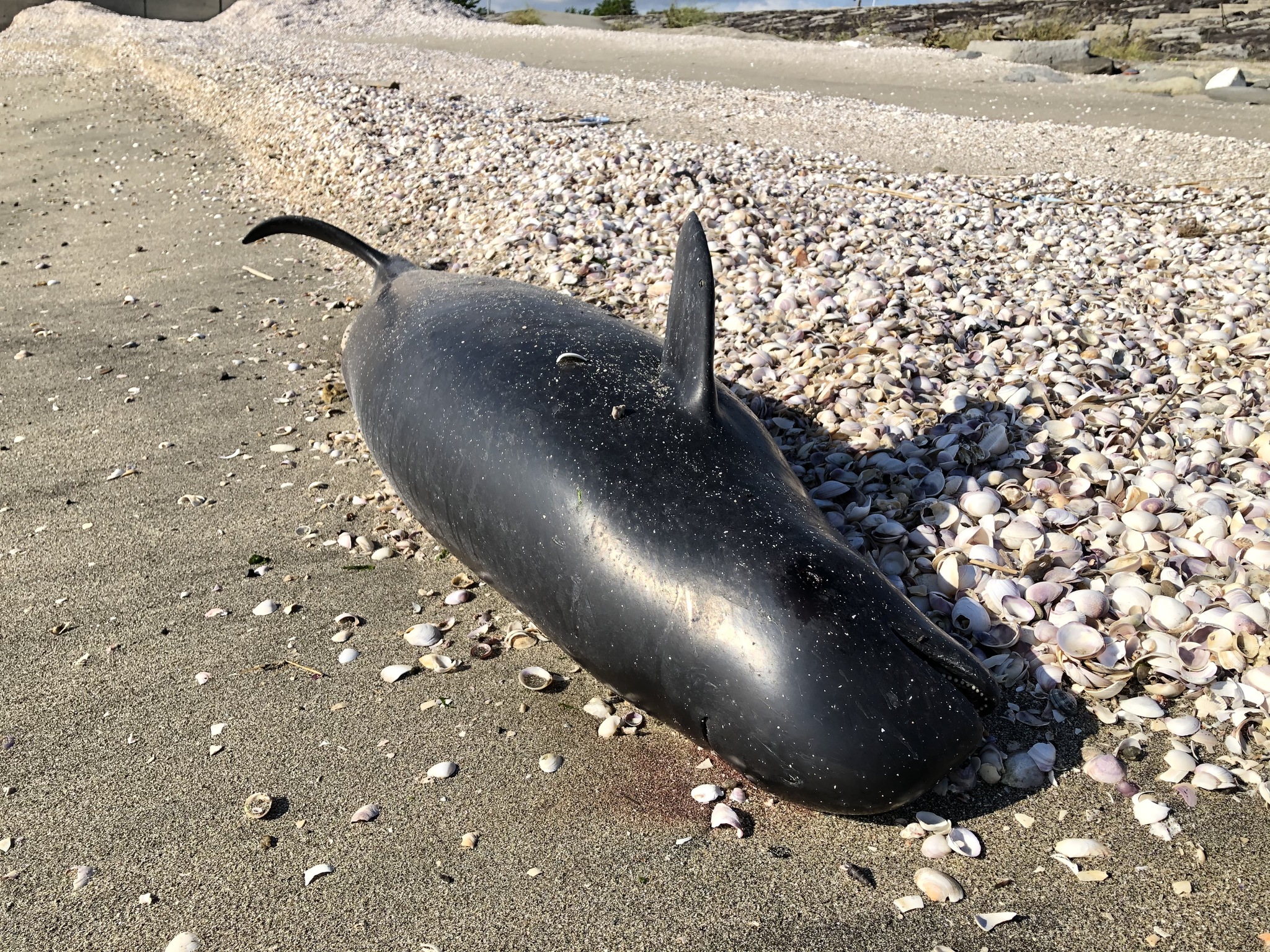 Neophocaena sunameri Pilleri & Gihr, 1975