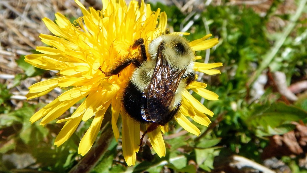 Half-black Bumble Bee from Lake County, MN, USA on May 11, 2021 at 11: ...