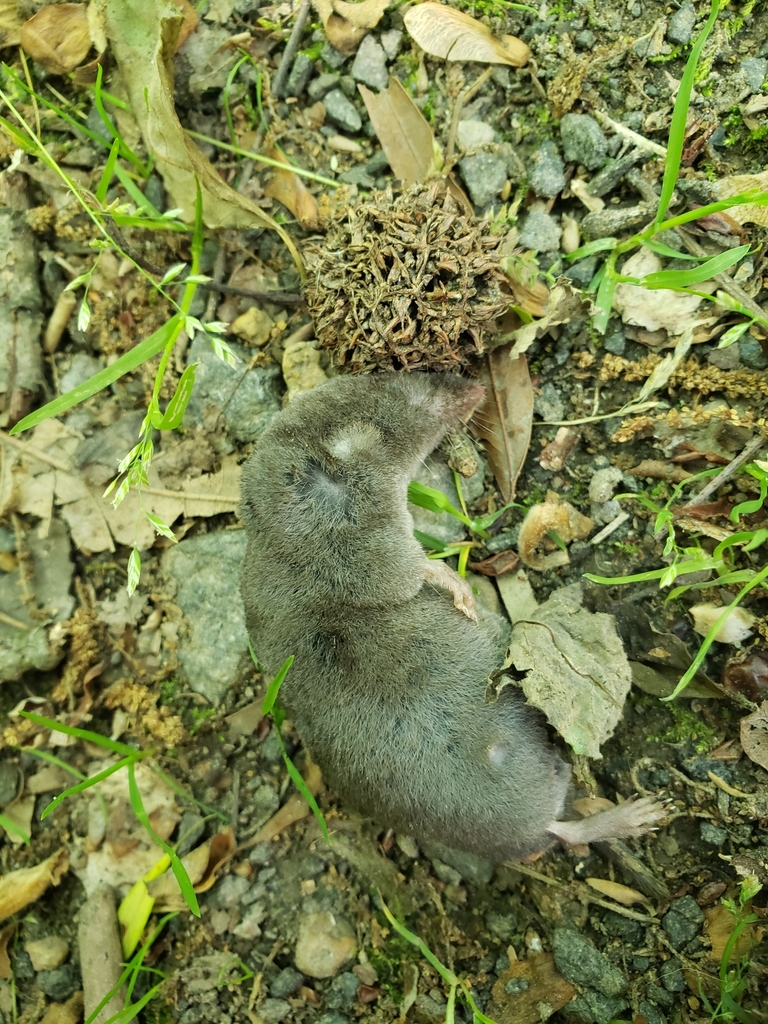 Northern Short-tailed Shrew in May 2021 by Anna Sherlock · iNaturalist