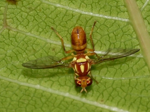 Cucumber Fruit Fly (Bactrocera cucumis) · iNaturalist