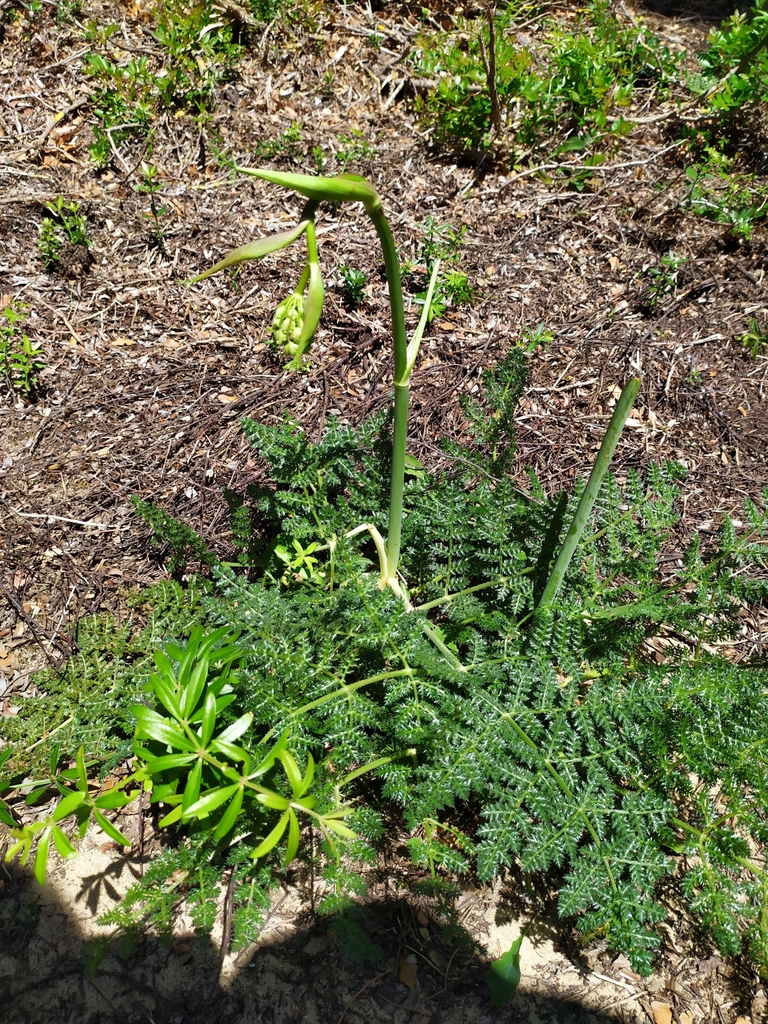 Thapsia gummifera from 2820 Charneca de Caparica, Portugal on May 11 ...