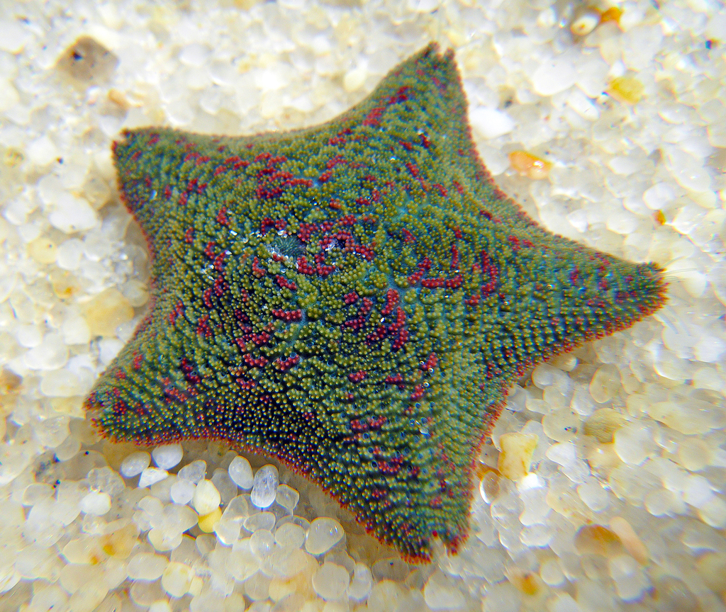 Dwarf Cushion Star from Kingston Beach, Tasmania, Australia on January ...
