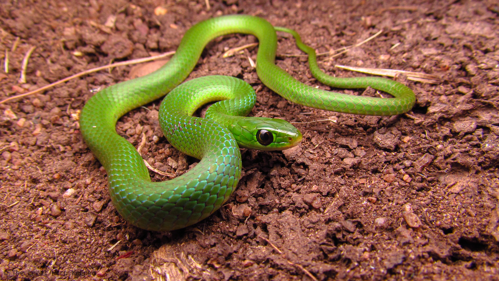 Green Water Snake from Crestview, Waterfall, 3610, South Africa on June ...