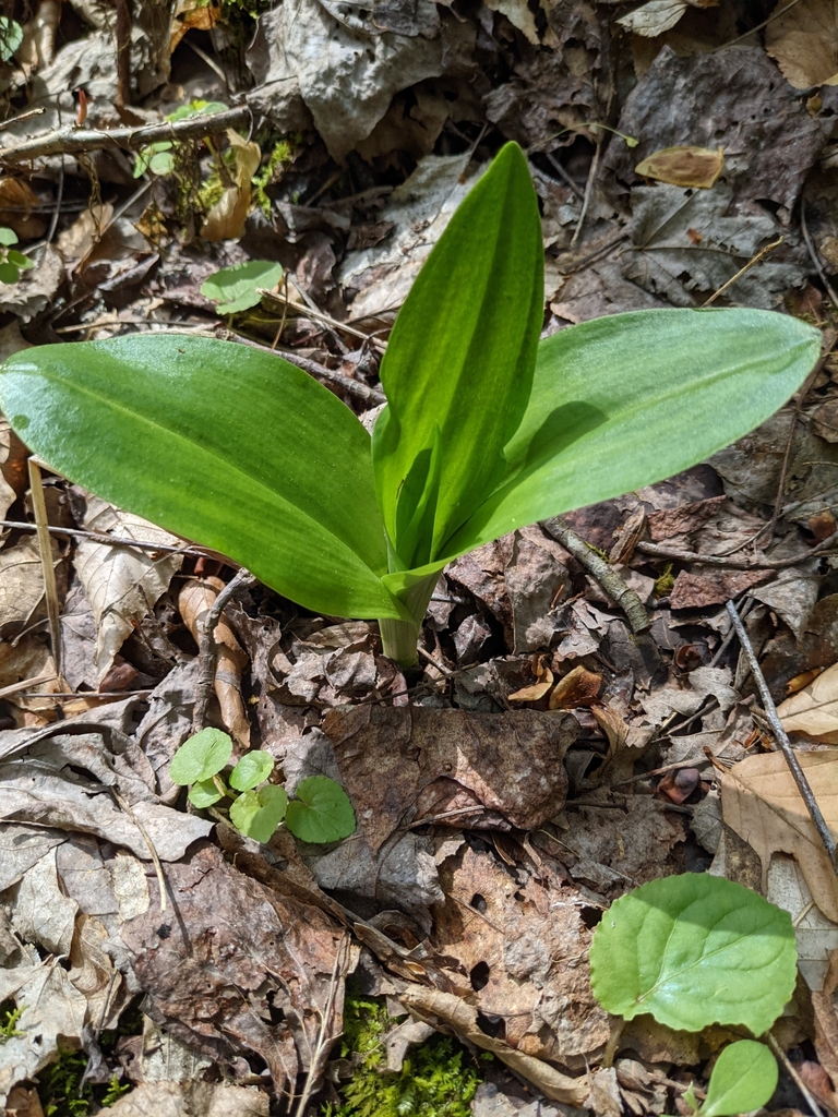 devil's bit in May 2021 by Chris Poling · iNaturalist