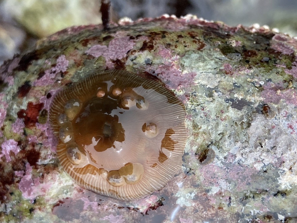 Brooding Anemone from Del Monte Forest, CA, USA on May 5, 2021 at 12:21 ...