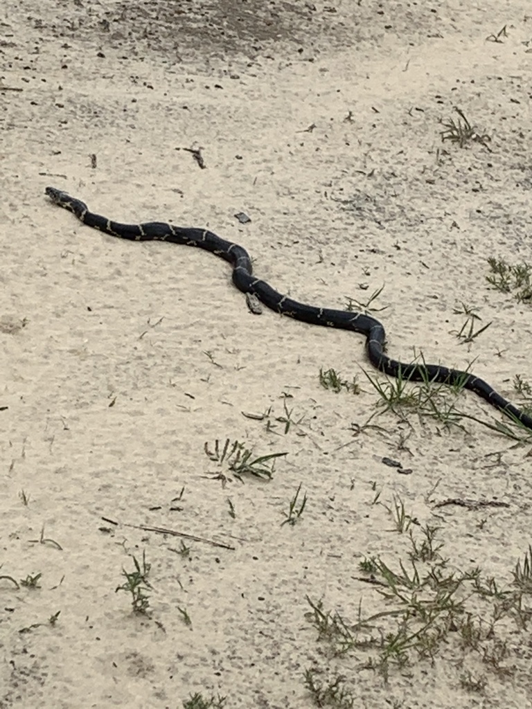 Eastern Kingsnake in May 2021 by jbarrow23 · iNaturalist
