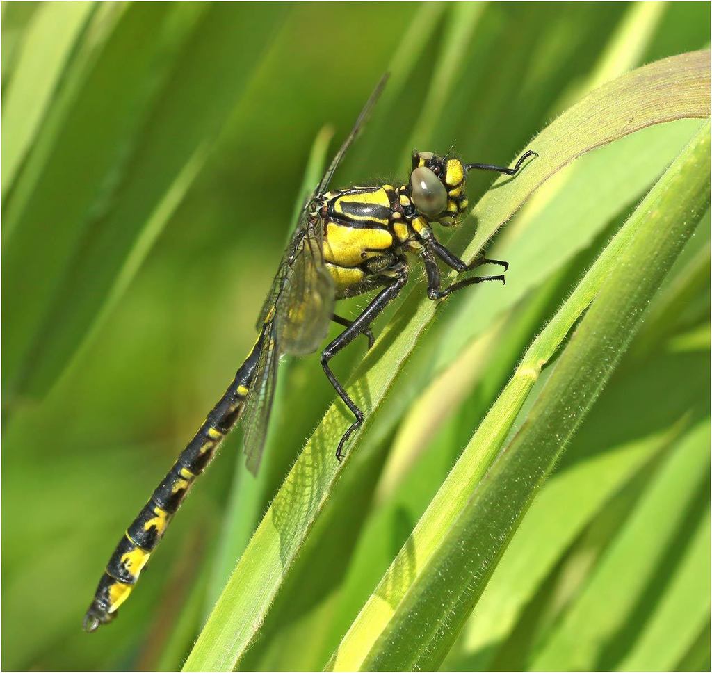 Common Clubtail from Les Onglées, 49600 Montrevault-sur-Èvre, France on ...