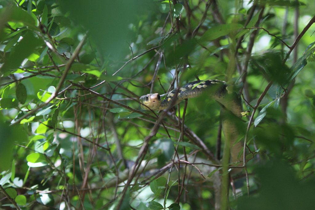 Buttermilk Racer from Spring, TX, US on May 10, 2021 at 10:06 PM by ...