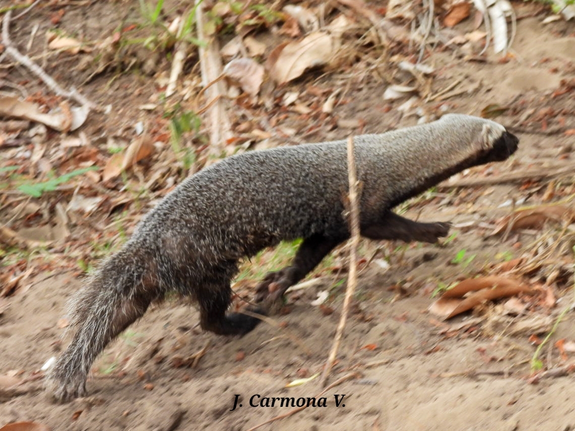 Galictis vittata (Schreber, 1776)