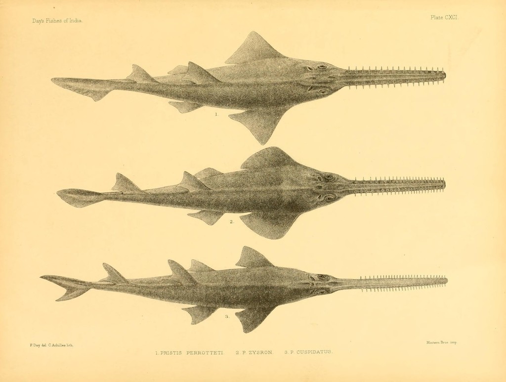 Narrow Sawfish (Anoxypristis cuspidata) - Marine Life Identification