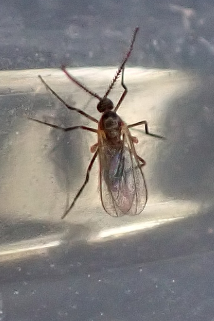 Contarinia from Alabama St, San Diego, CA, US on May 11, 2021 at 01:17 ...