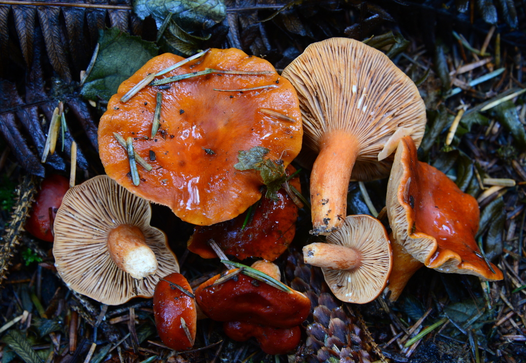 Lactarius subviscidus from Prairie Creek Redwoods State Park, Redwood ...