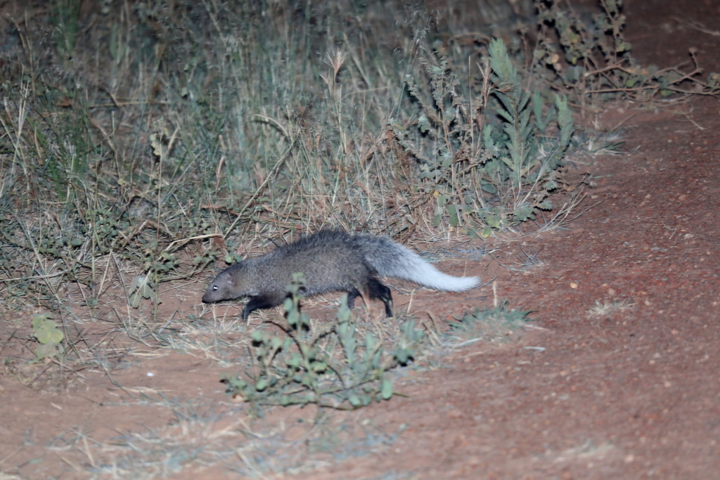 White-tailed Mongoose (Ichneumia albicauda) - Know Your Mammals