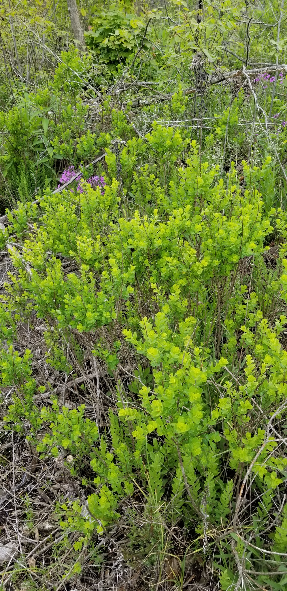 Phyllanthopsis phyllanthoides (Nutt.) Voronts. & Petra Hoffm.
