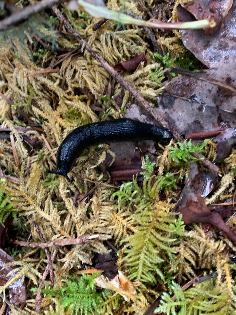 ater-group Arion Slugs from Cowichan Valley, BC, Canada on May 08, 2021 ...