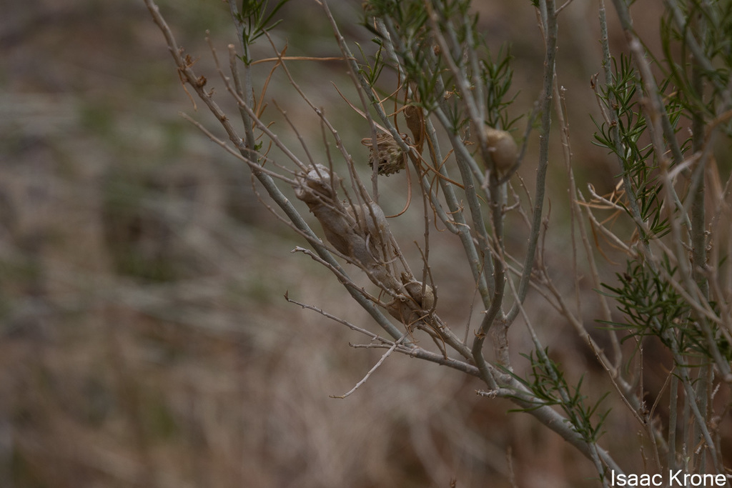 Insects from Capitol Reef National Park, Wayne, Utah, United States on ...
