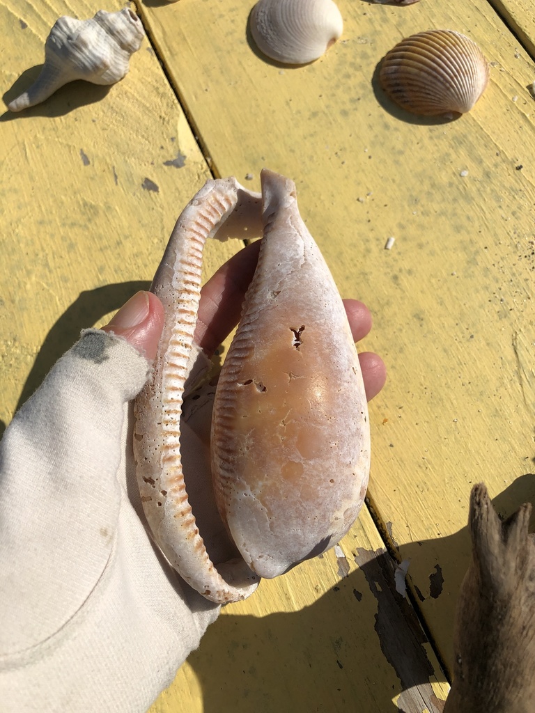 Atlantic Deer Cowrie from Sanibel Island, Sanibel, FL, US on May 11 ...