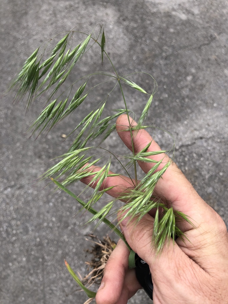Cheatgrass From Aldridge Creek Huntsville Al Us On May 9 2021 At 0323 Pm By Howard Horne