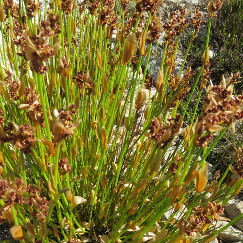 Mannejties Goldreed (Elegia altigena) · iNaturalist