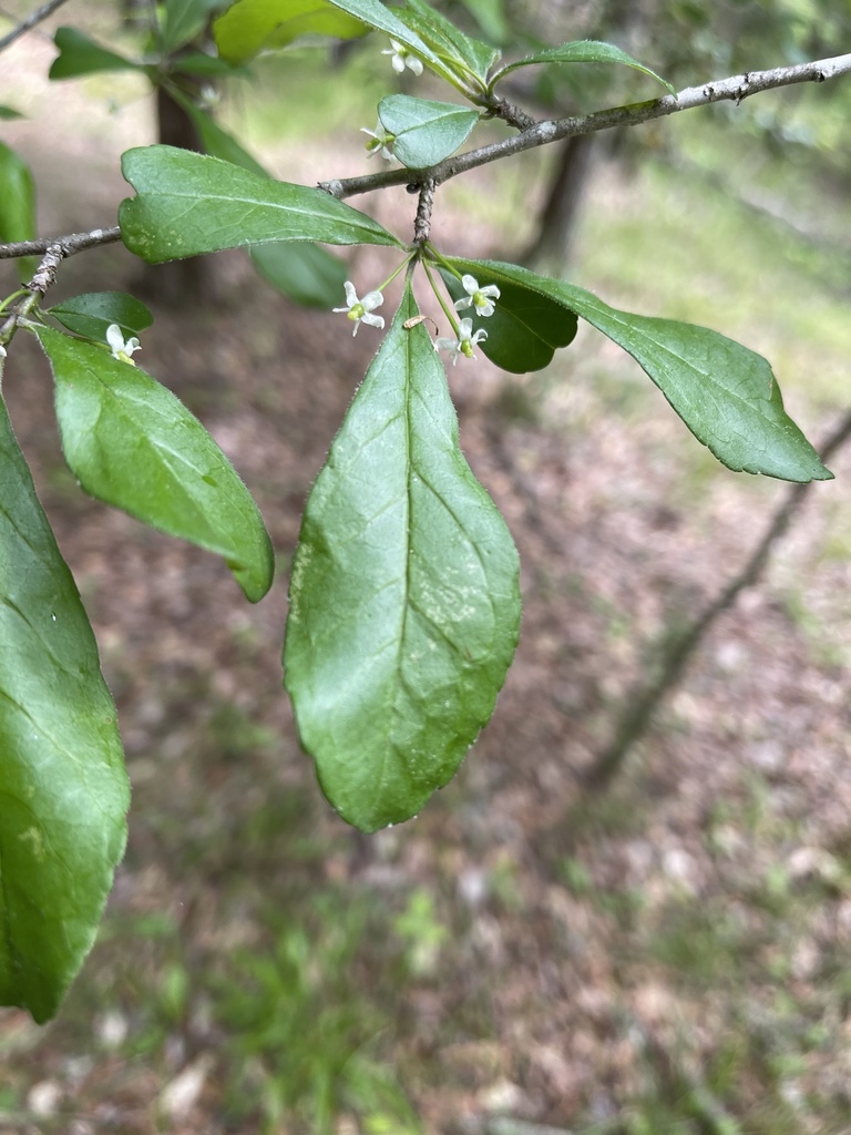 Georgia Holly from Spartanburg, SC, US on May 11, 2021 at 11:19 AM by ...