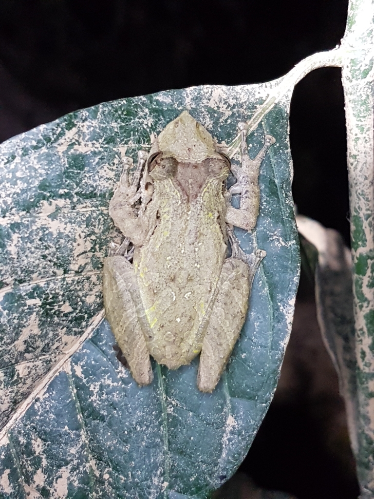 Caracas Snouted Tree Frog from Puerto Nare, Antioquia, Colombia on May ...