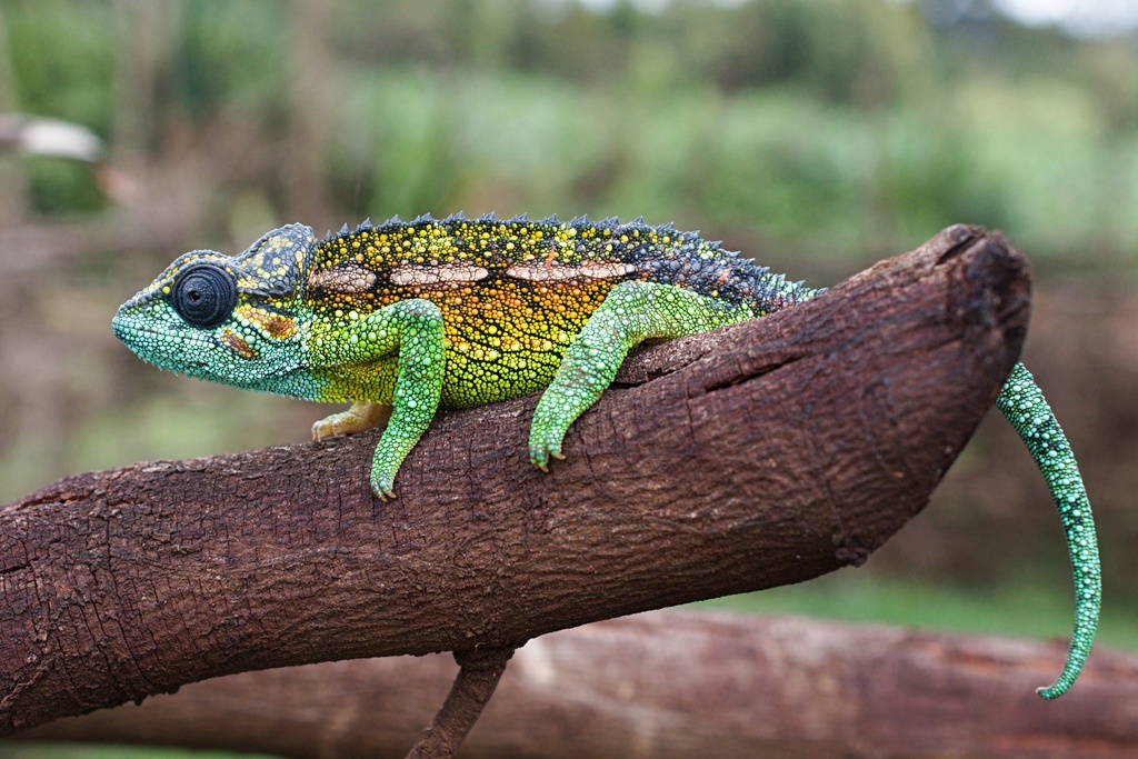 Mount Hanang Chameleon in January 2020 by Insect Spotlight Project ...