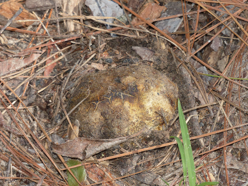 Hongo de paredón (Scleroderma texense)