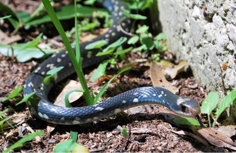 Buttermilk Racer from Sterling Ridge, The Woodlands, TX, USA on May 8 ...