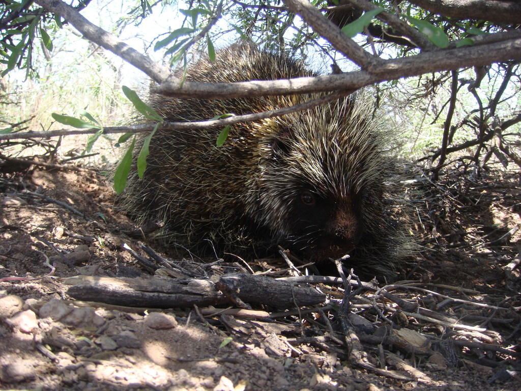 North American Porcupine from Janos, Chih., México on July 29, 2009 at ...