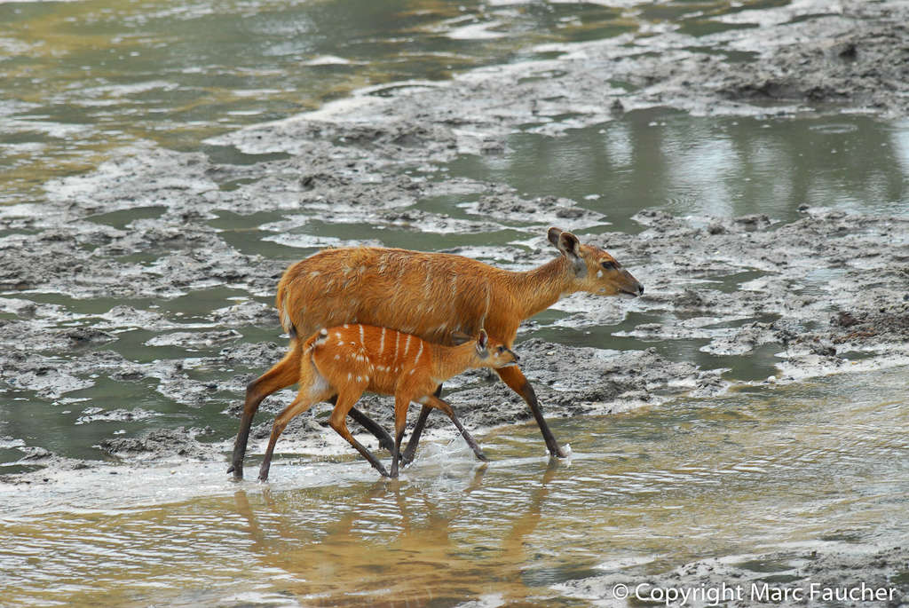 Sitatunga (Tragelaphus spekii) - Know Your Mammals