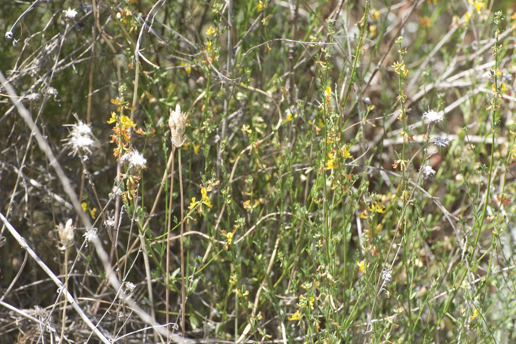 deerweed from Maple Springs Truck Trail, CA, USA on May 11, 2021 at 02: ...