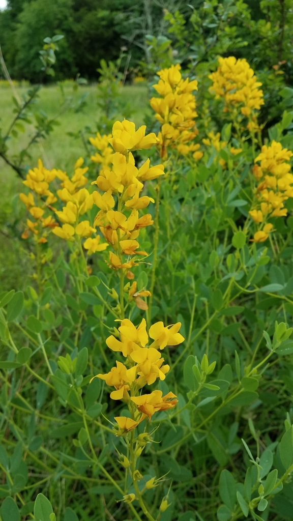 Yellow Wild Indigo from Wolfe City, TX 75496, USA on May 10, 2021 at 04 ...