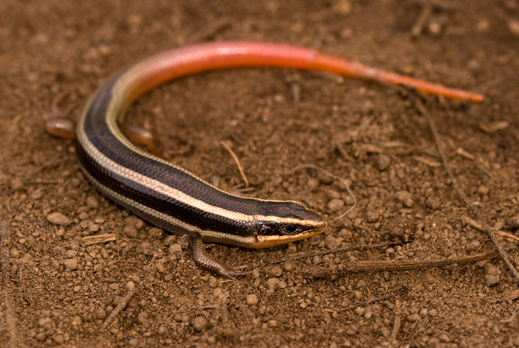 Western Red-tailed Skink in March 2012 by Robert Dobbs · iNaturalist