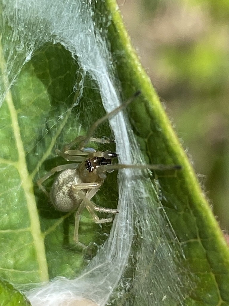 Northern Yellow Sac Spider from Occoquan Bay National Wildlife Refuge ...