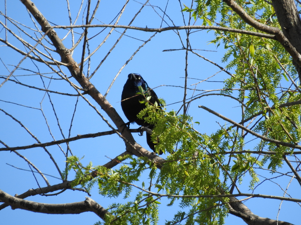 Common Grackle from Ottawa, Ohio, United States on May 11, 2021 at 03: ...