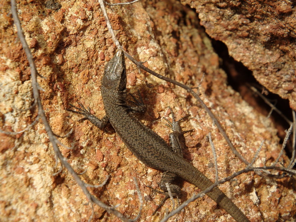 Porto Santo Madeira Eidechse (Madeira Reptilien und Amphibien) · iNaturalist