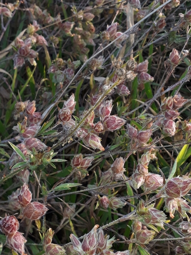 Stylosanthes macrocephala · iNaturalist