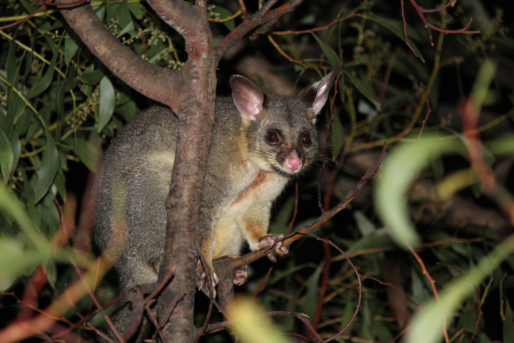 Common Brushtail Possum in May 2014 by Garry French · iNaturalist