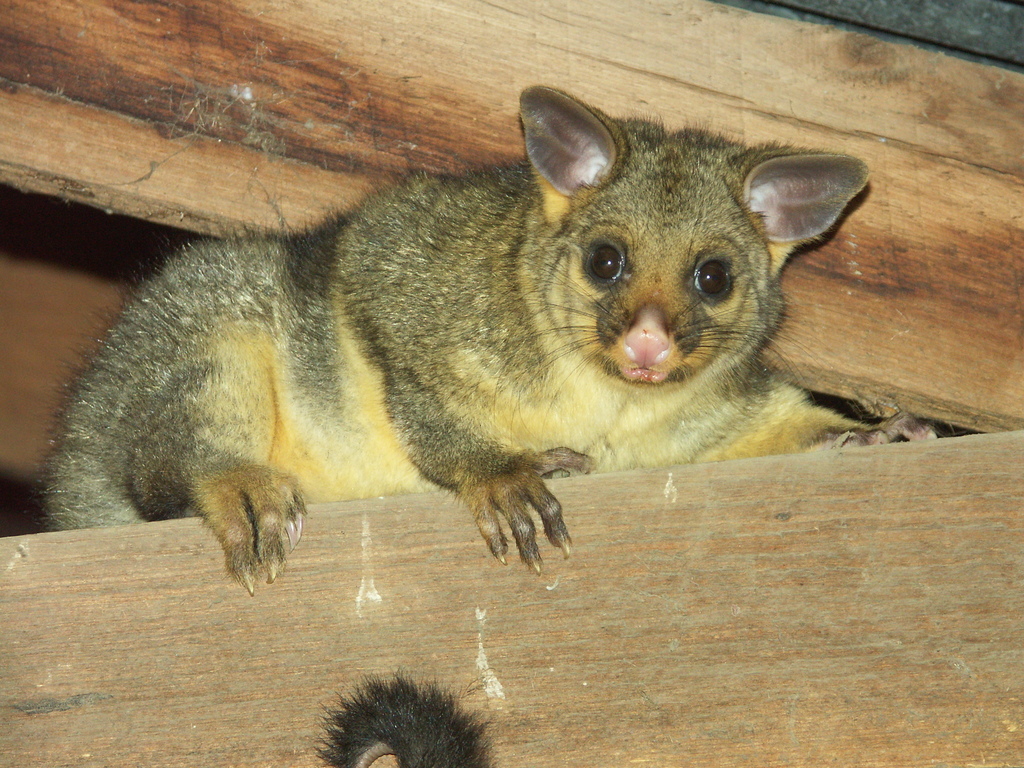 Common Brushtail Possum in September 2009 by Garry French. Minolta DSC ...