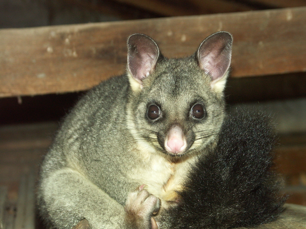 Common Brushtail Possum in January 2009 by Garry French. Minolta DSC ...