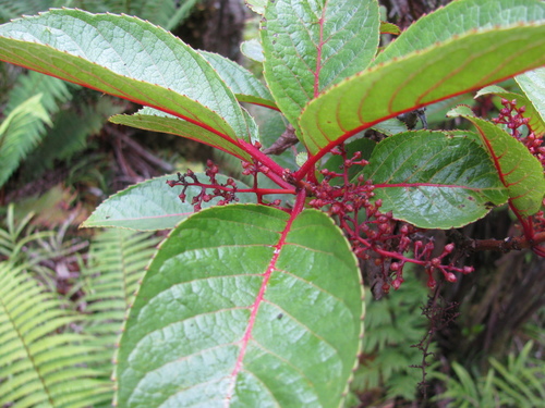 Перроттетия (Perrottetia)