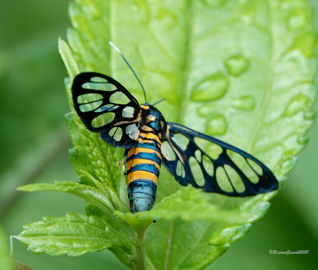 Amata divisa from Bhuya Para, Assam, India on April 04, 2021 at 08:52 ...