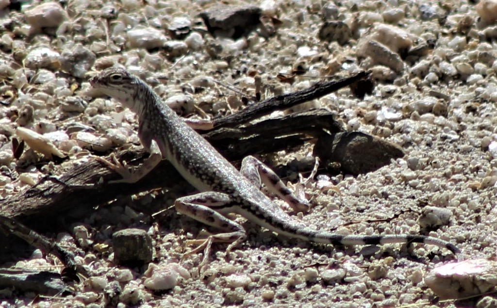 Zebra-tailed Lizard from San Diego County, CA, USA on May 11, 2021 at ...