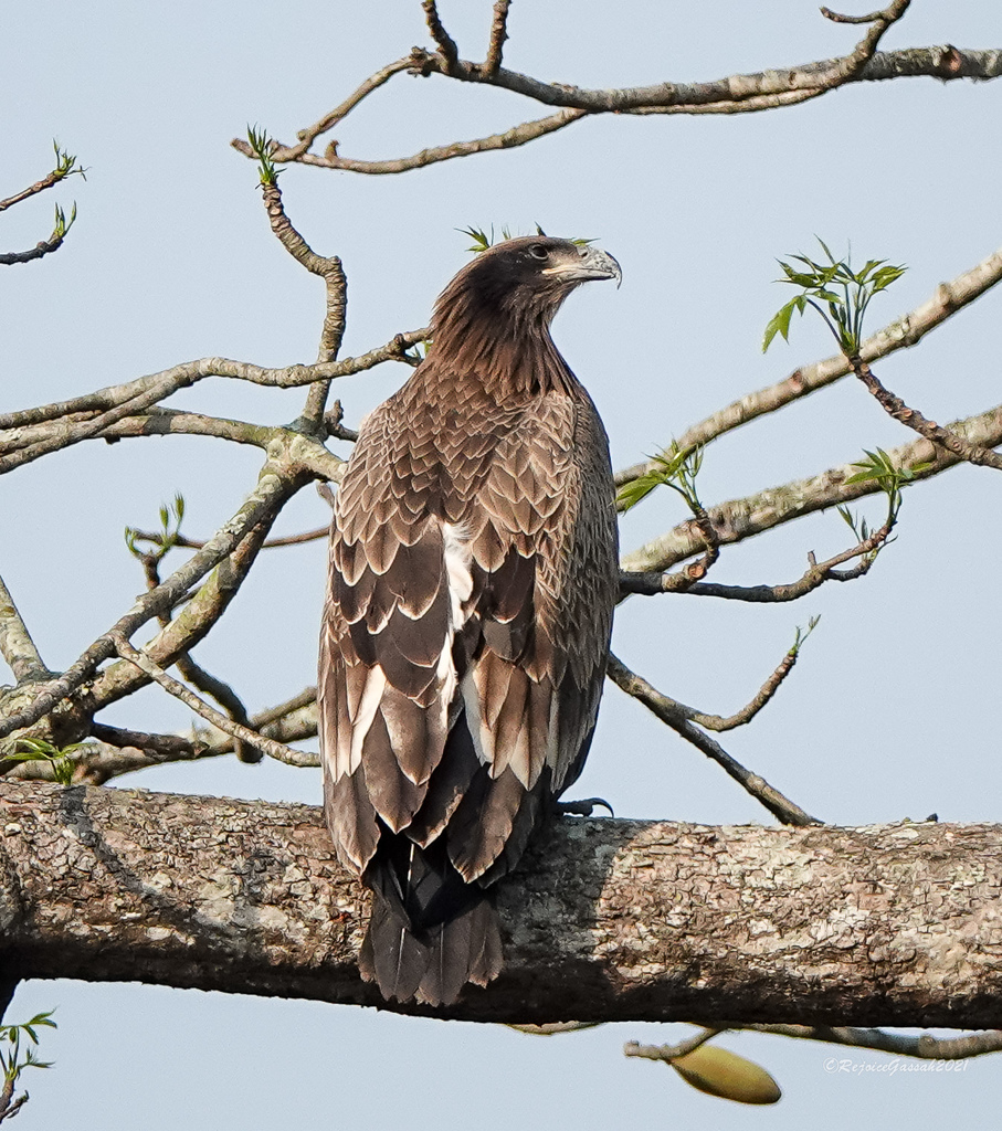 Pallas's Fish-Eagle in April 2021 by Rejoice Gassah · iNaturalist
