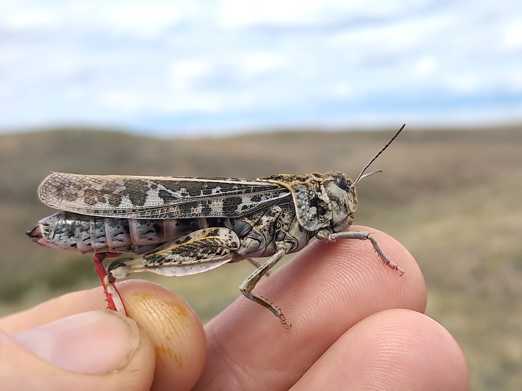 Red-shanked Grasshopper (Grasshoppers of Dillberry Lake Provincial Park ...