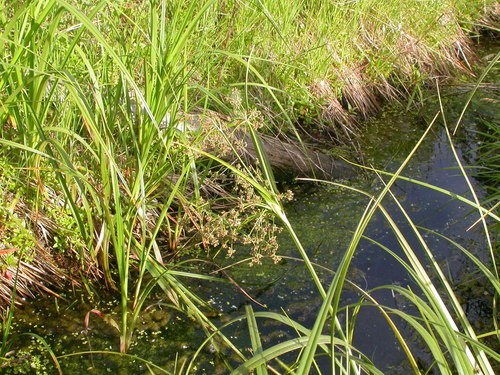 Panicled Bulrush (Bulrushes of the Mid-Atlantic coast) · iNaturalist