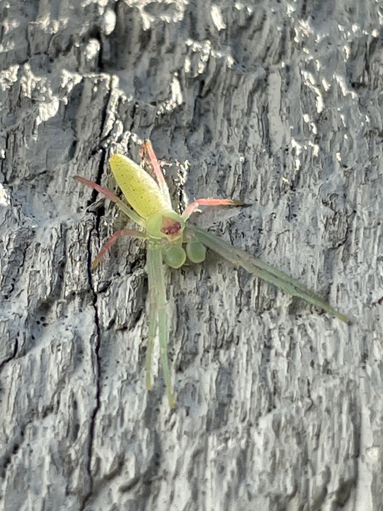 Cetratus from Melbourne VIC, Australia on May 12, 2021 at 02:47 PM by ...