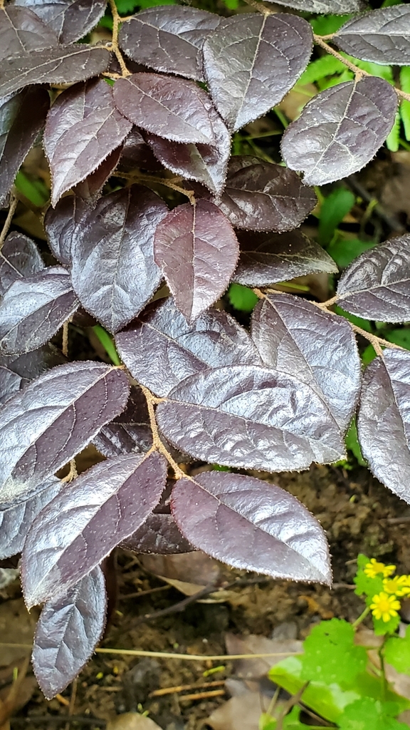 Red Strap Flower from Nan'an District, Chongqing, China on May 12, 2021 ...